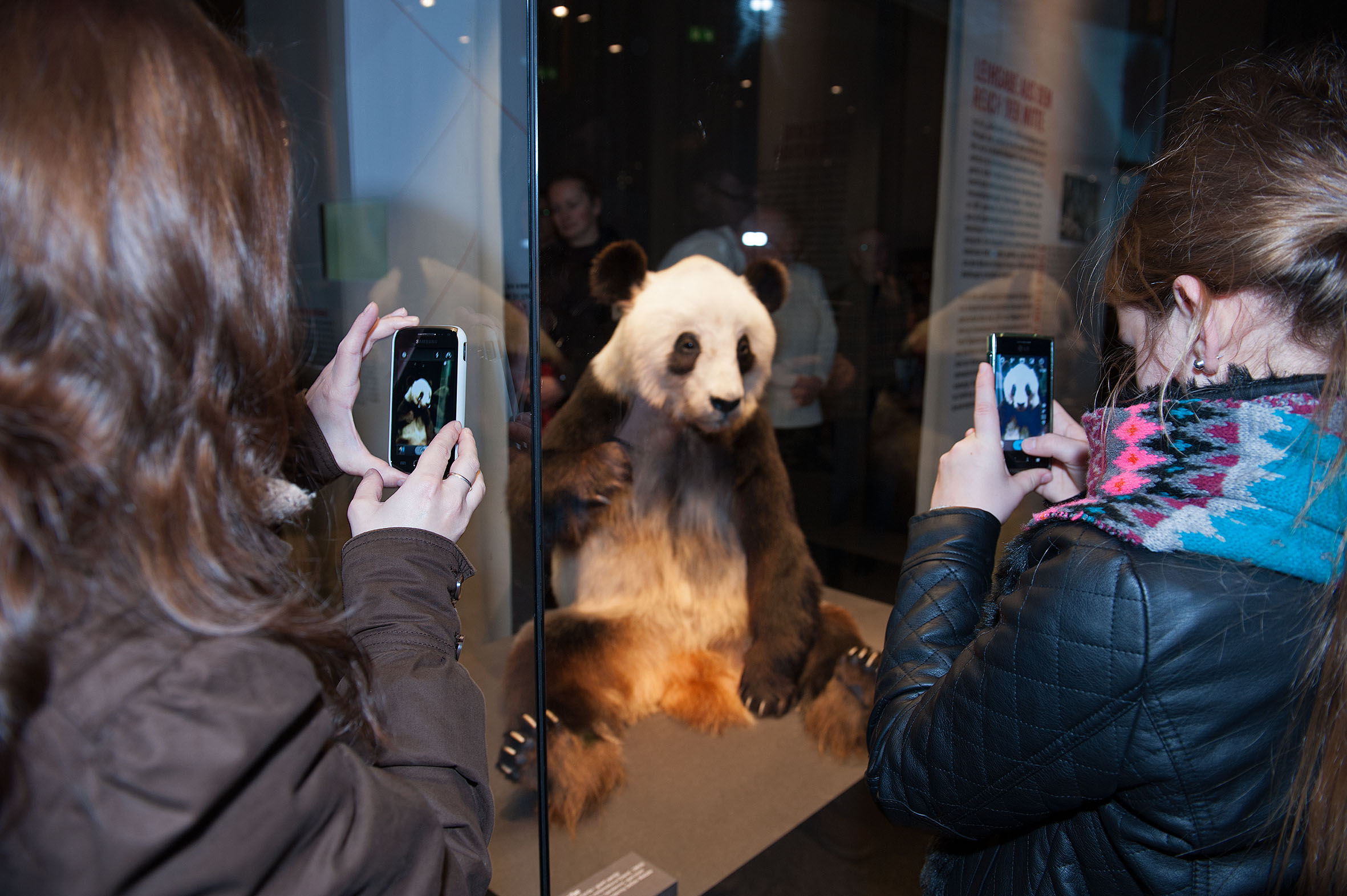 Berliner feiern ihren Panda | Museum für Naturkunde