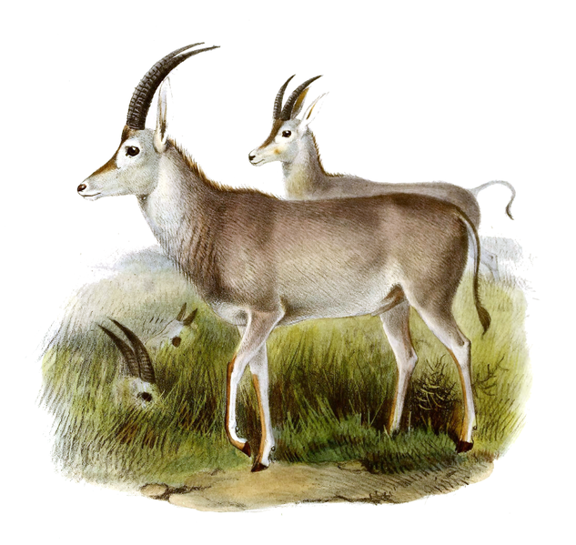 Why European colonization drove the blue antelope to extinction ...