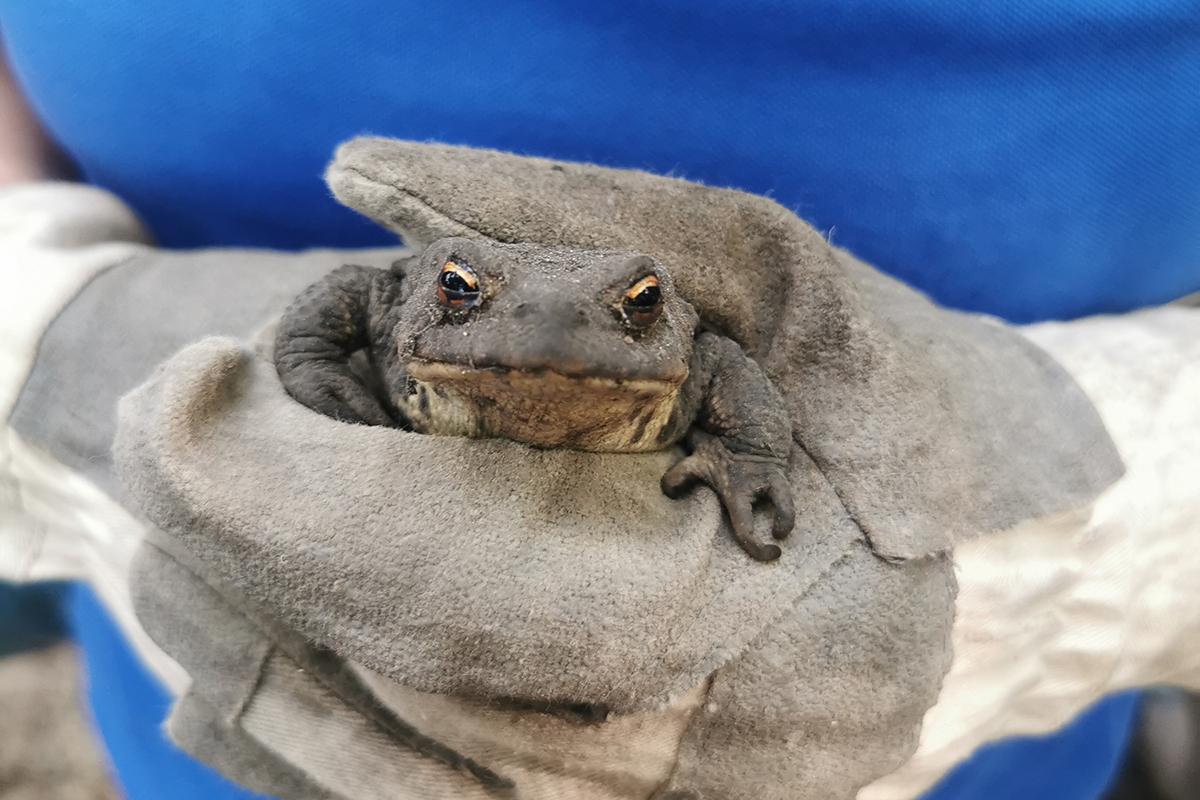 Dialogveranstaltung: Amphibien im Körnerteich | Museum für Naturkunde