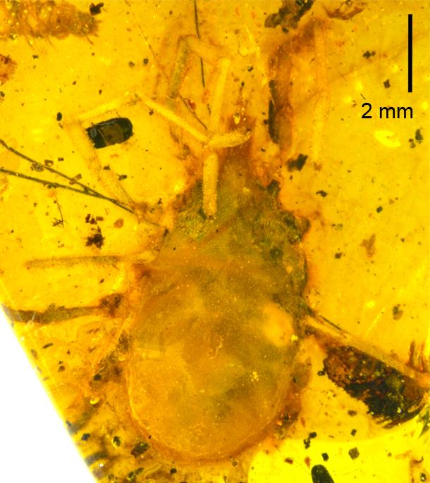 Mites hitched a ride on beetles 50 million years ago | Museum für ...