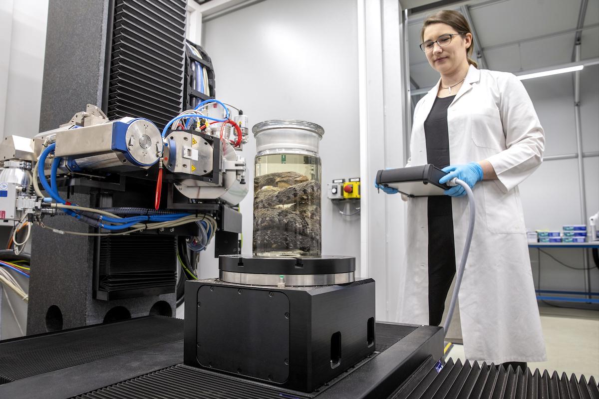 Look into the snake's skull | Museum für Naturkunde