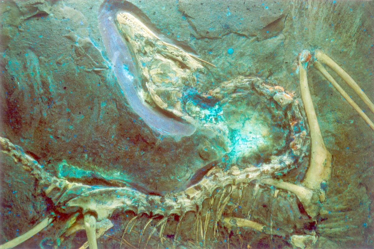 Archaeopteryx konnte wirklich fliegen | Museum für Naturkunde Archaeopteryx konnte wirklich fliegen | Museum für Naturkunde