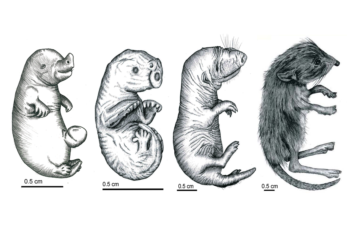 mammals examples drawing